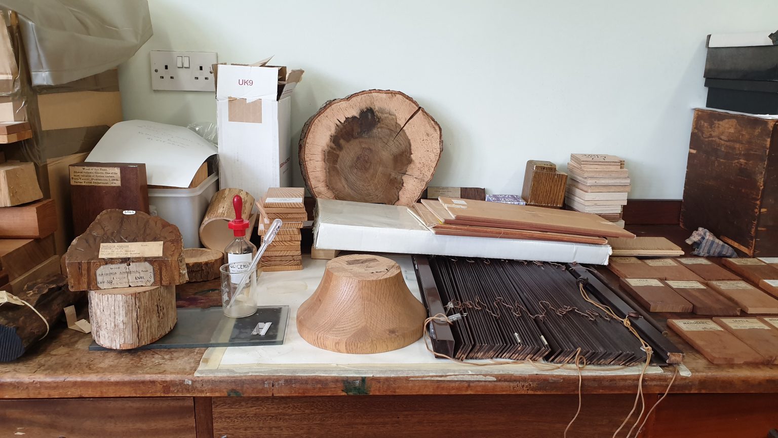 The Royal Botanic Gardens, Kew Takes On The World’s Illegal Loggers ...