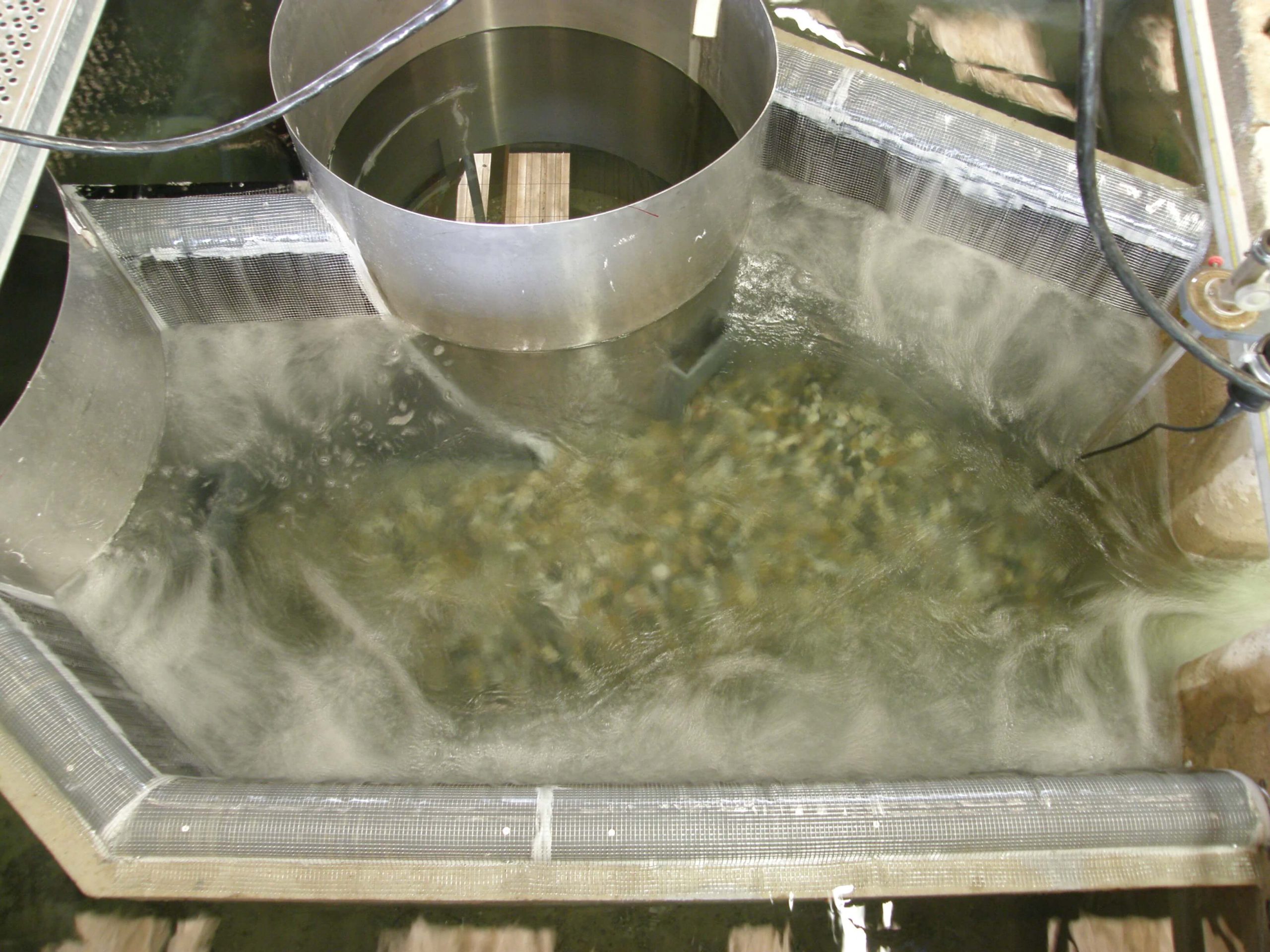 Giving Fish A Helping Hand On Germany’s Aquatic Superhighway - Sacred ...