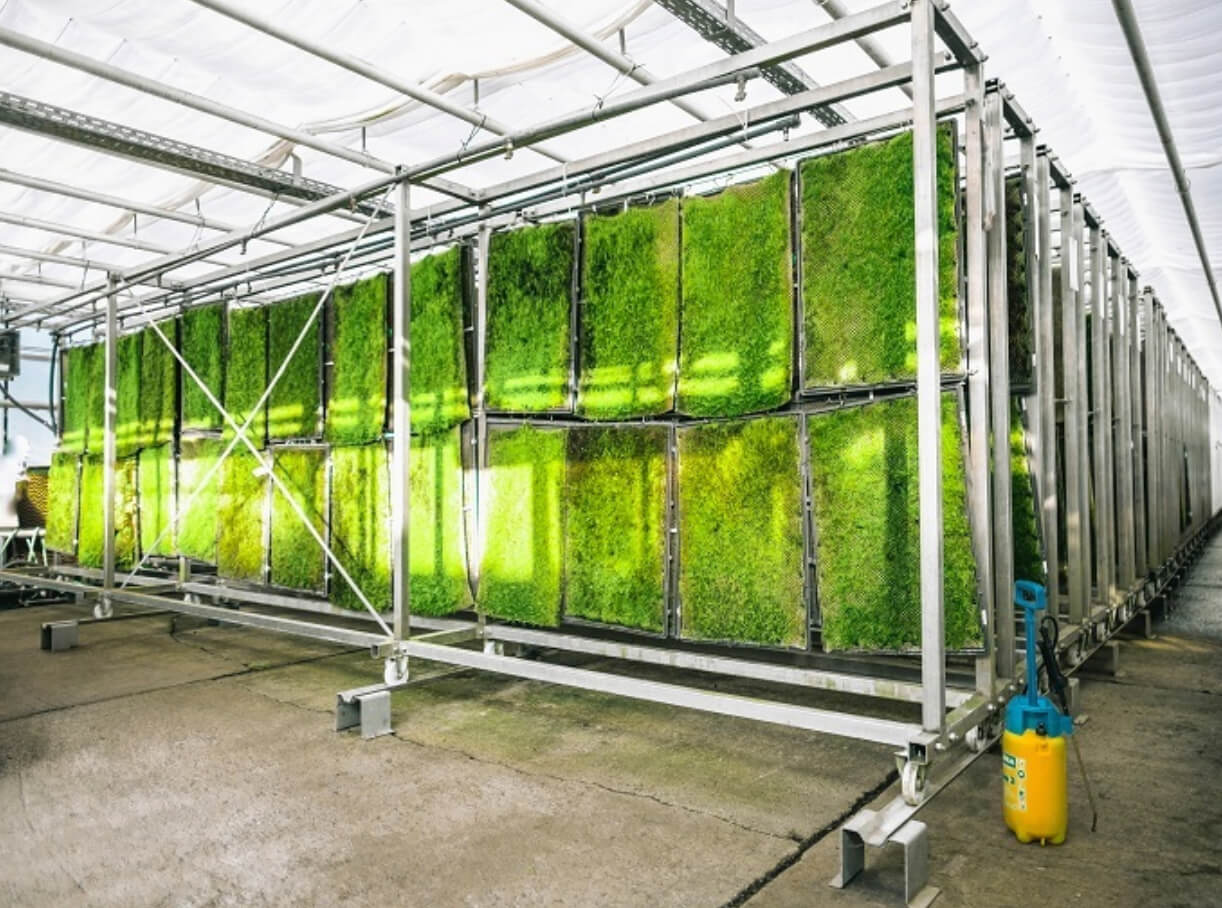 How Humble Moss Could Be The Solution To Urban Pollution Control Woes ...